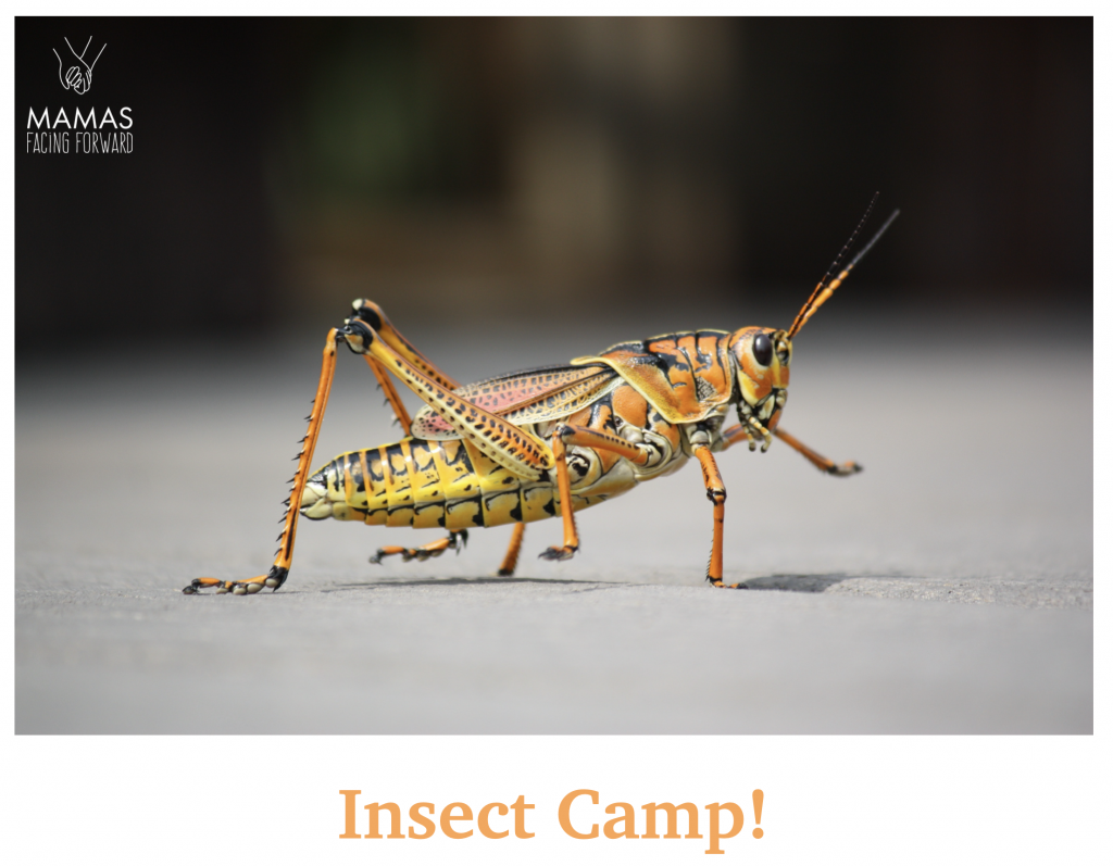 Stay Home Summer Camp 2020 Archive: Insect Camp! - Mamas Facing Forward
